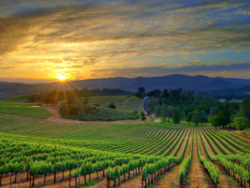 The Lord of the Vineyard – Christian Divinity