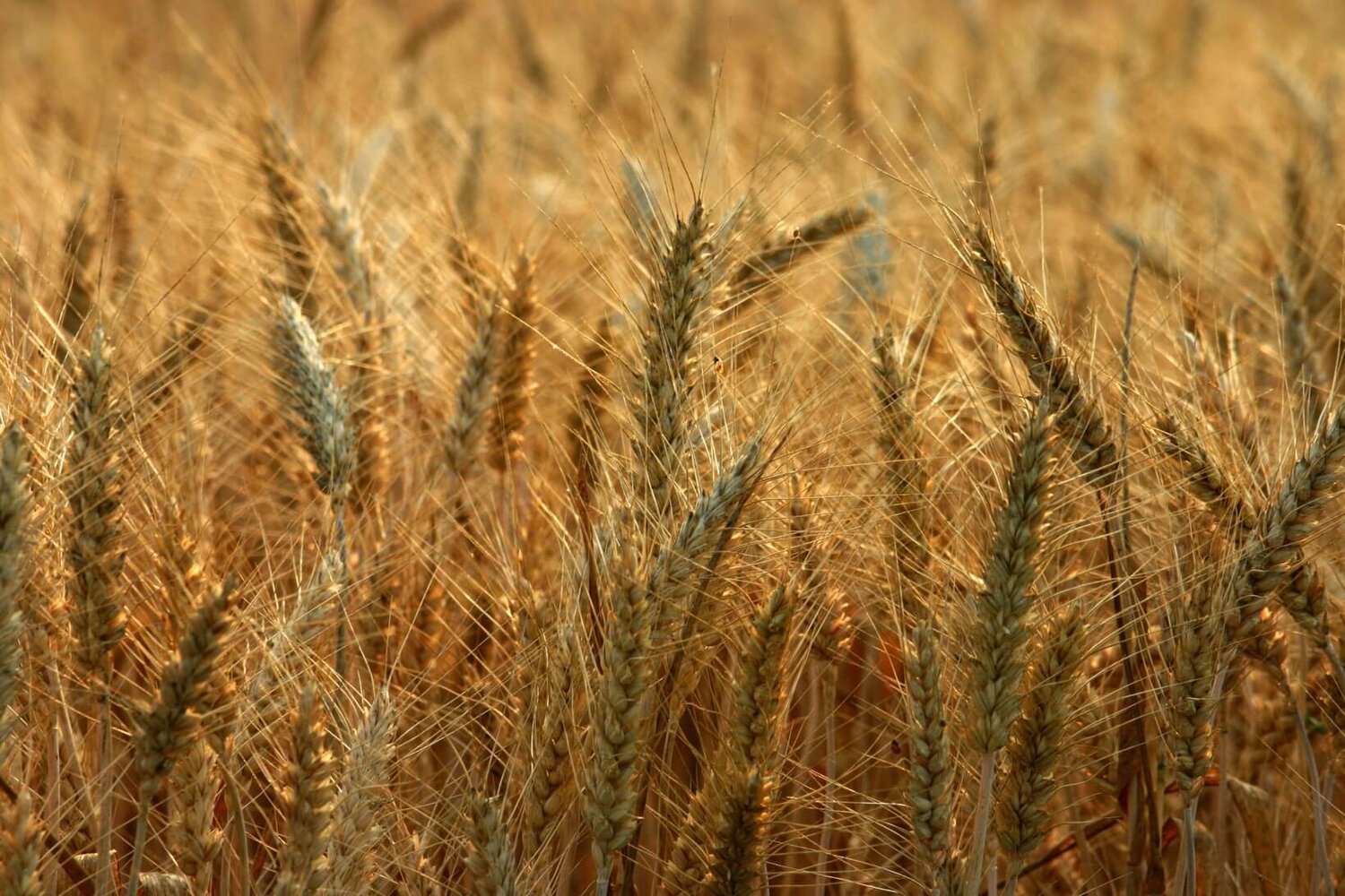 The Parable of the Wheat and the Tares – Christian Divinity